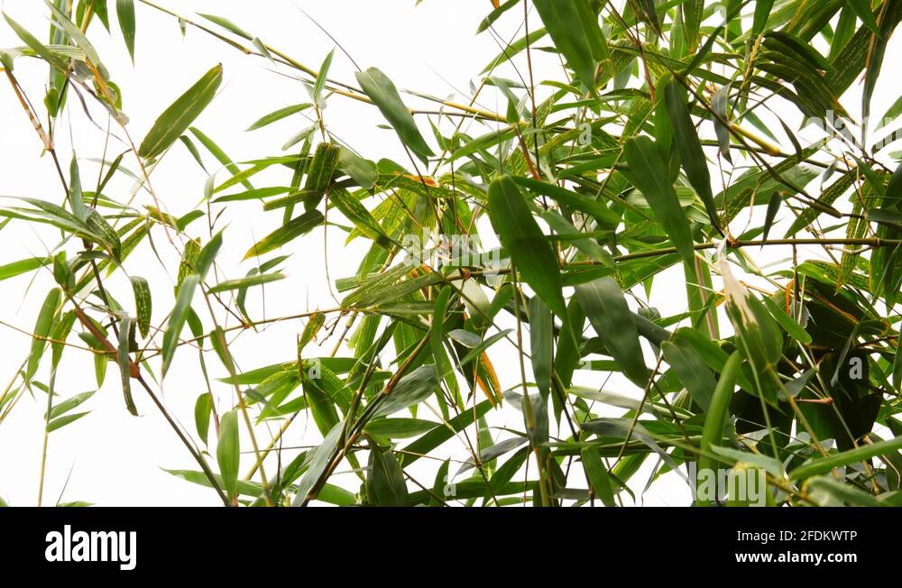 Tropical green waving bamboo tree branch blowing in wind natural relax ...