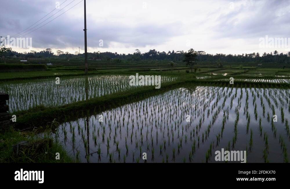 Typical rice field Stock Videos & Footage - HD and 4K Video Clips - Alamy