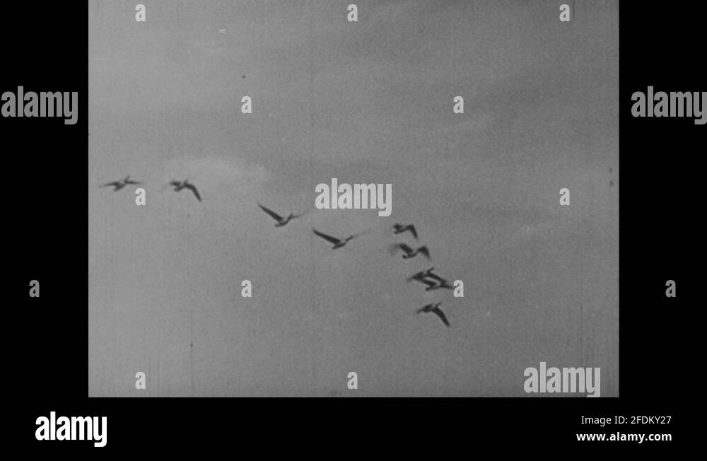 1950s fly rod Stock Videos & Footage - HD and 4K Video Clips - Alamy