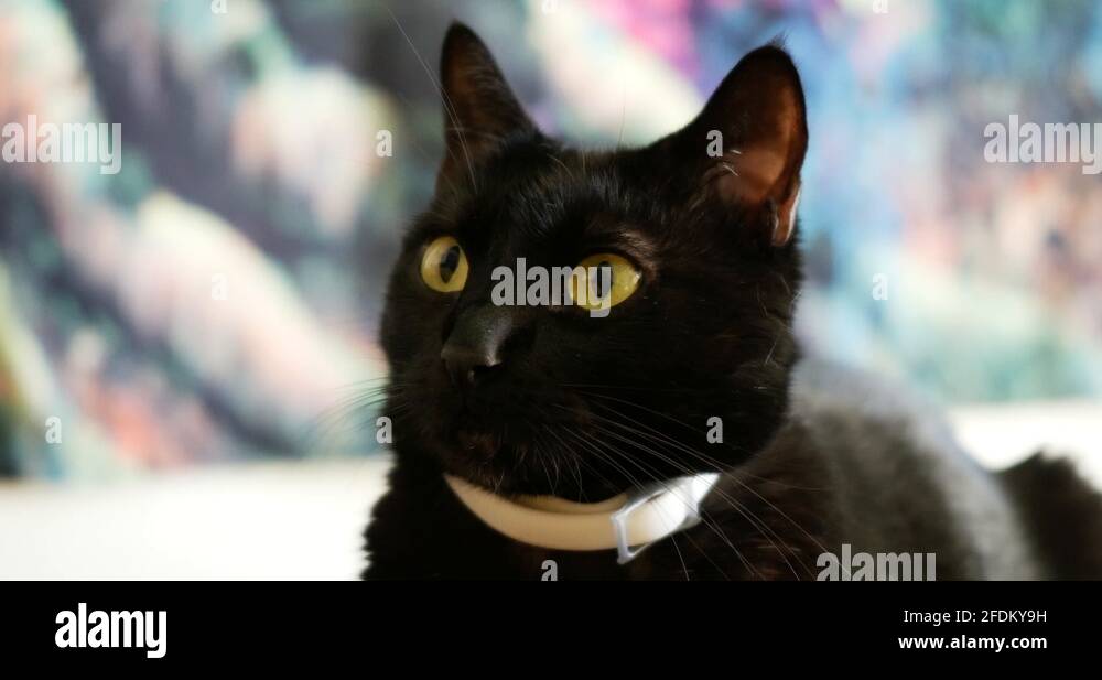 Poor little kitty Stock Videos & Footage - HD and 4K Video Clips - Alamy