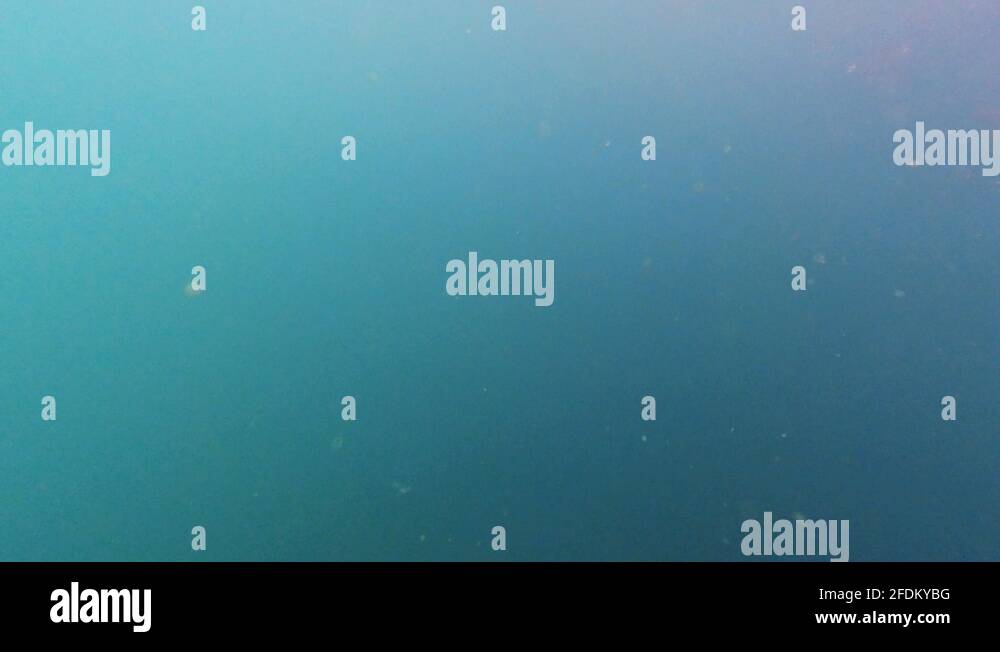 Sea carp Stock Videos & Footage - HD and 4K Video Clips - Alamy