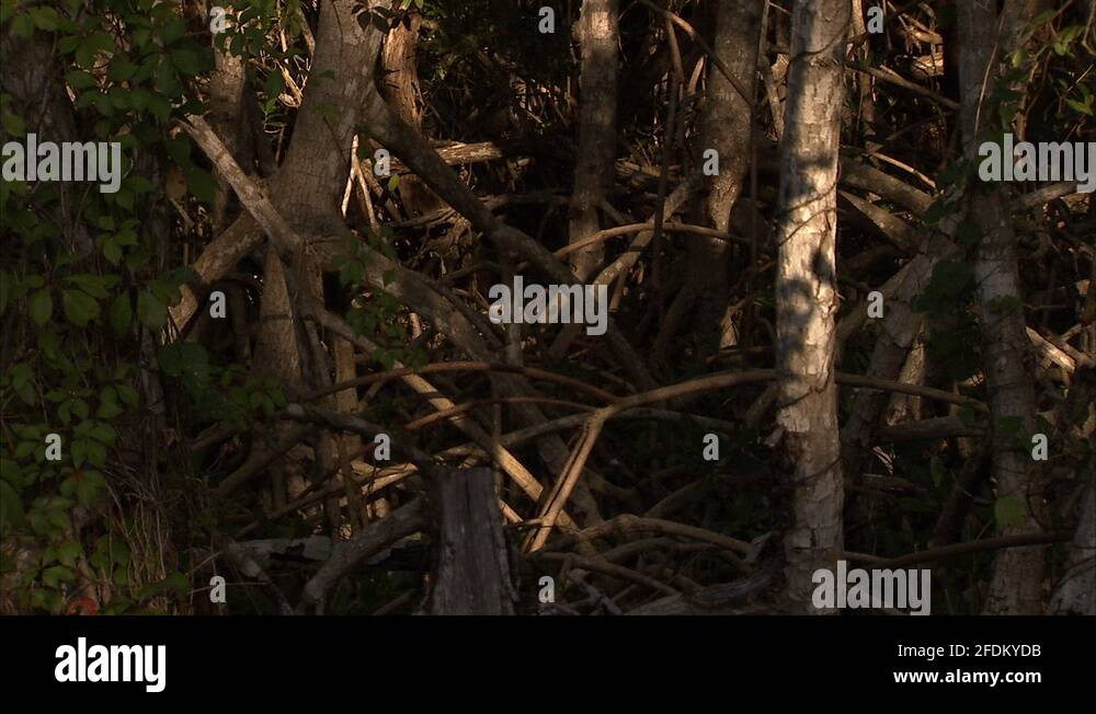 Tangled tree roots Stock Videos & Footage - HD and 4K Video Clips - Alamy