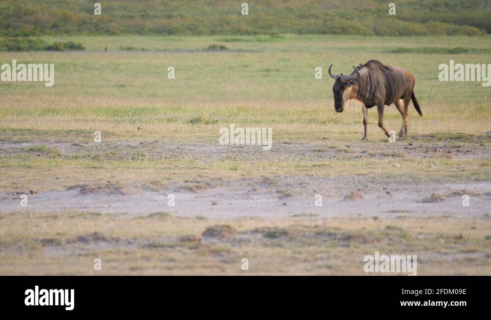 Wildebeest male Stock Videos & Footage - HD and 4K Video Clips - Alamy