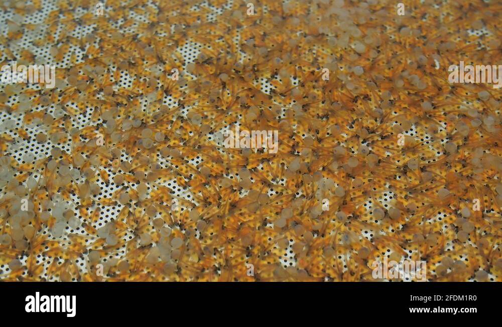 Egg incubation process Stock Videos & Footage - HD and 4K Video Clips ...