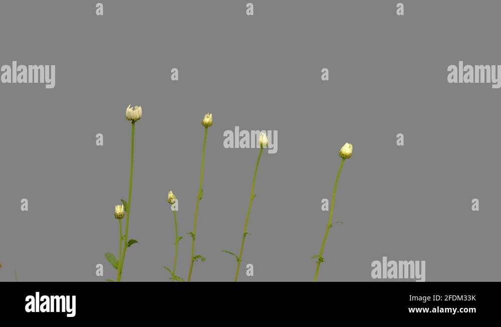 Dancing plants Stock Videos & Footage - HD and 4K Video Clips - Alamy