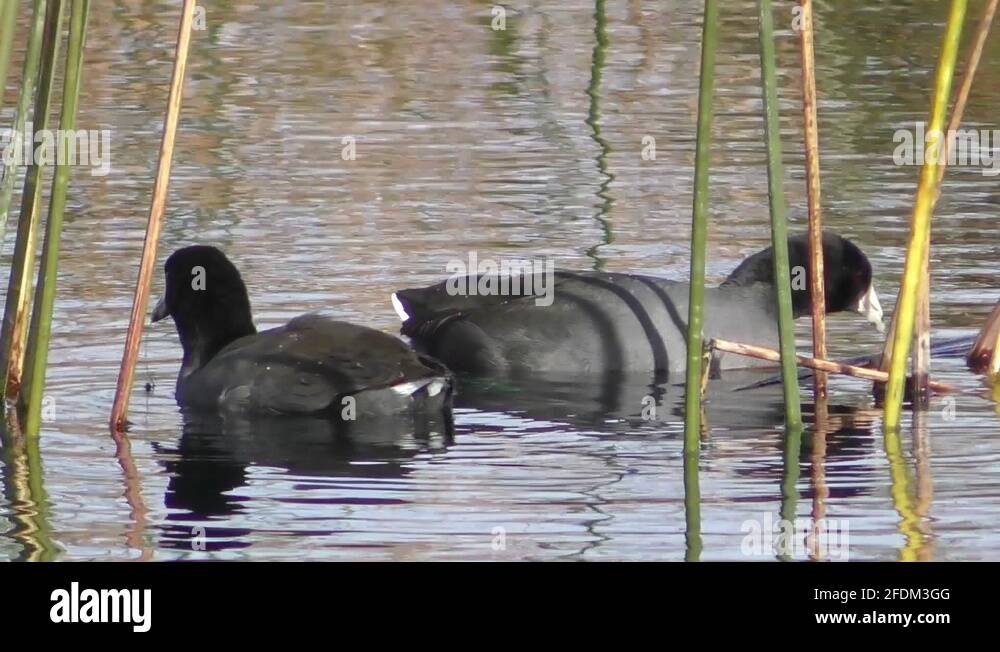 Waterfowl pair Stock Videos & Footage - HD and 4K Video Clips - Alamy