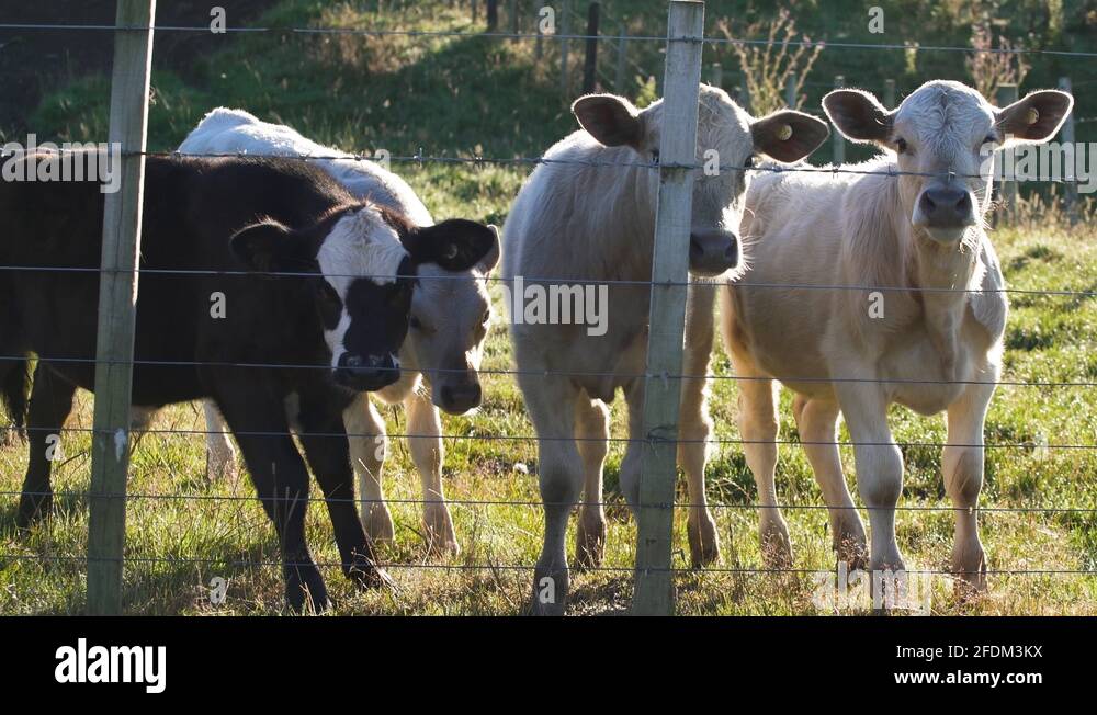 Enclosed farm Stock Videos & Footage - HD and 4K Video Clips - Alamy