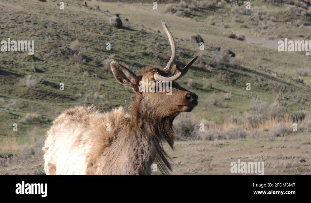 Adult bull male Stock Videos & Footage - HD and 4K Video Clips - Alamy