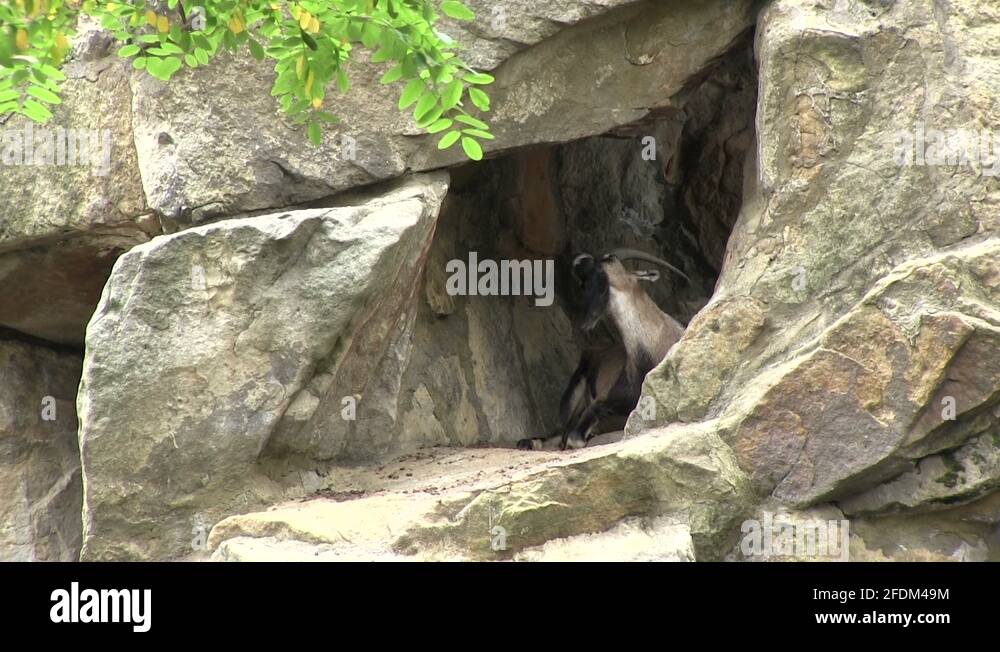 Goat cave Stock Videos & Footage - HD and 4K Video Clips - Alamy