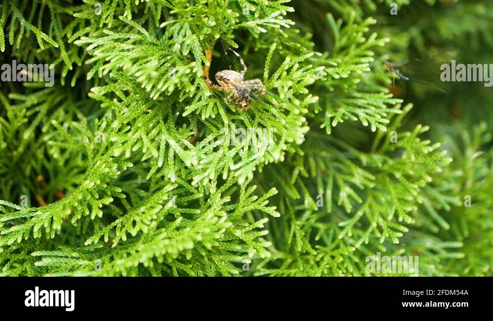Spider arachnid prey insect Stock Videos & Footage - HD and 4K Video ...