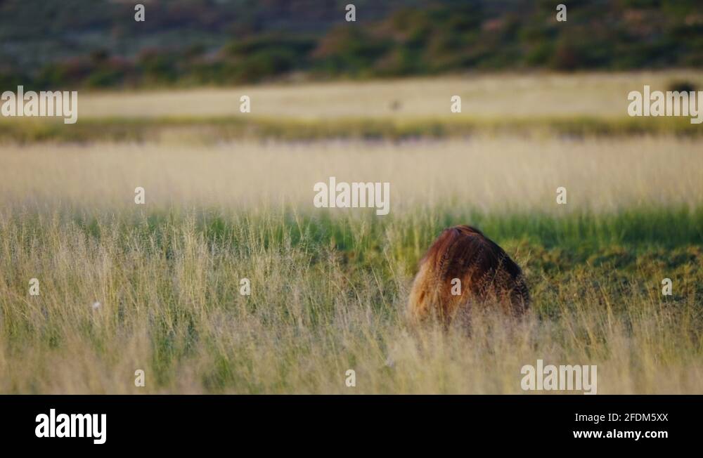 Strandwolf Stock Videos & Footage - HD and 4K Video Clips - Alamy