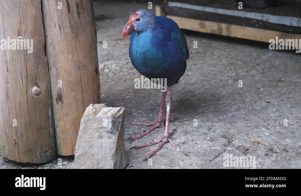 Thin legs Stock Videos & Footage - HD and 4K Video Clips - Alamy