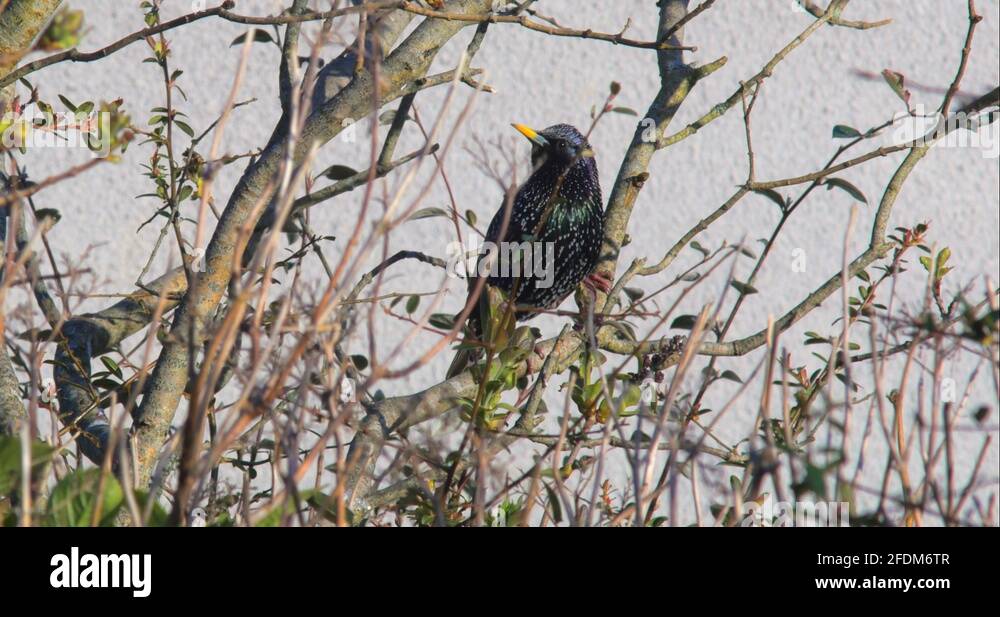 Sheen of plumage Stock Videos & Footage - HD and 4K Video Clips - Alamy