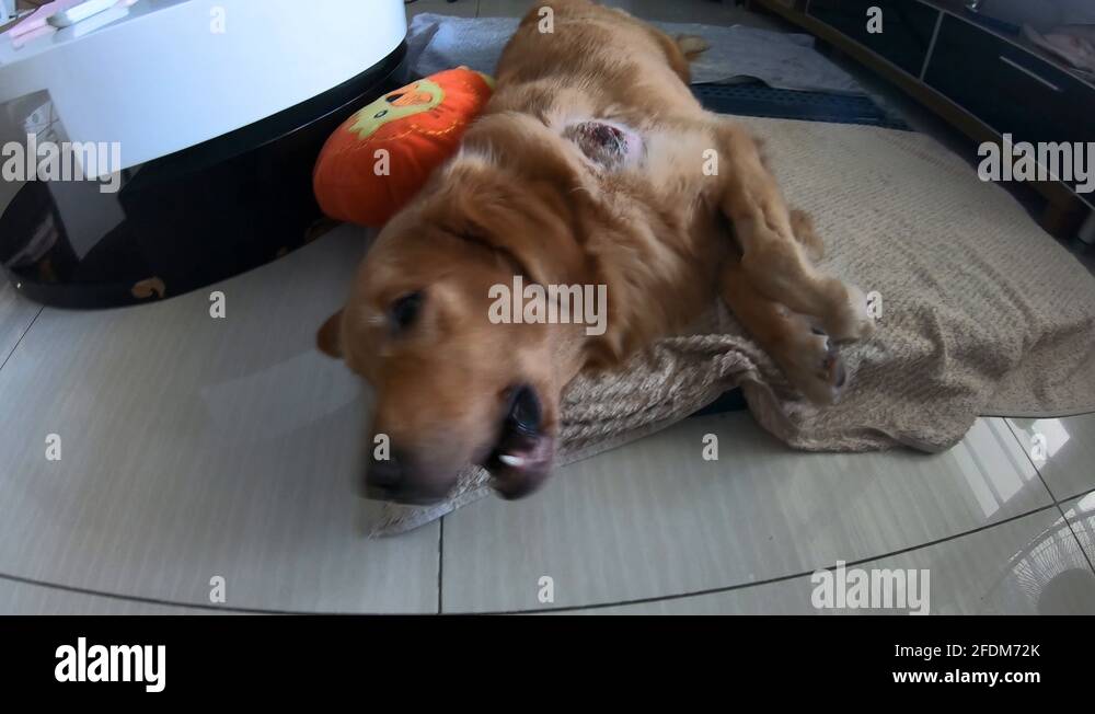Golden retriever lying on floor Stock Videos & Footage - HD and 4K ...