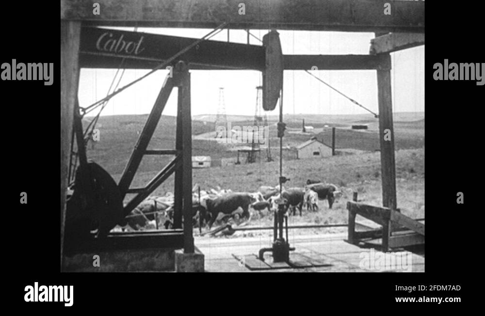 1940s: cows grazing field behind oil rig, large oil refinery, pipeline ...