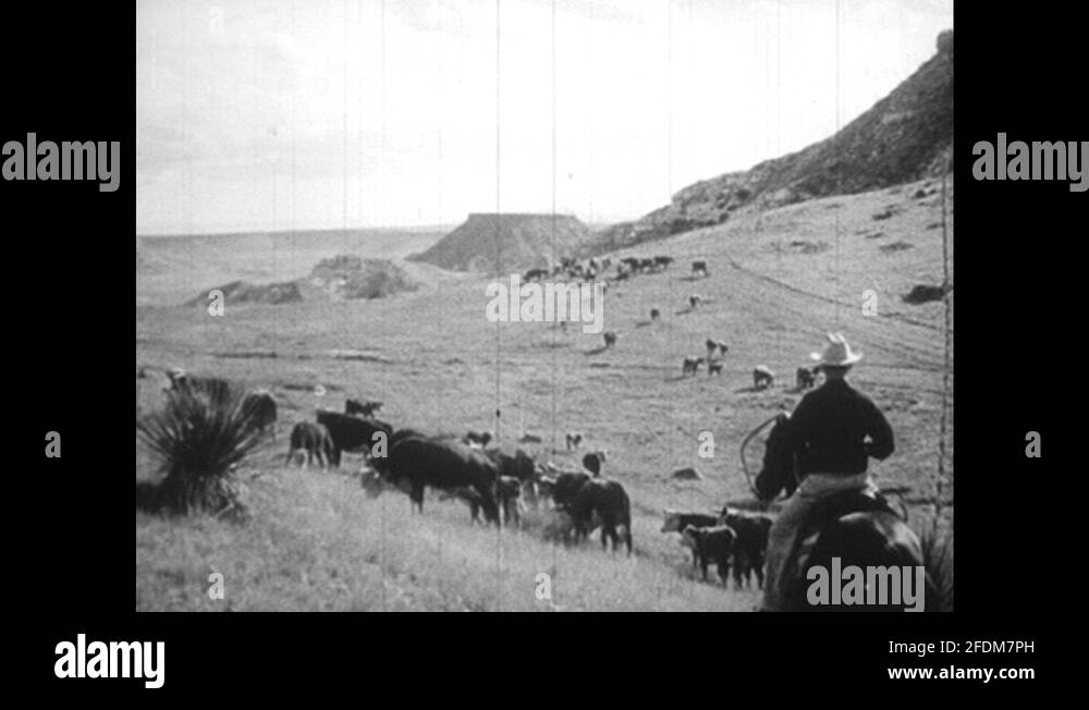 1940s: cowboy riding into cow herd, sheep herd, cowboy guiding sheep ...