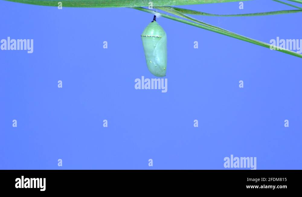 Metamorphosis cocoon Stock Videos & Footage - HD and 4K Video Clips - Alamy