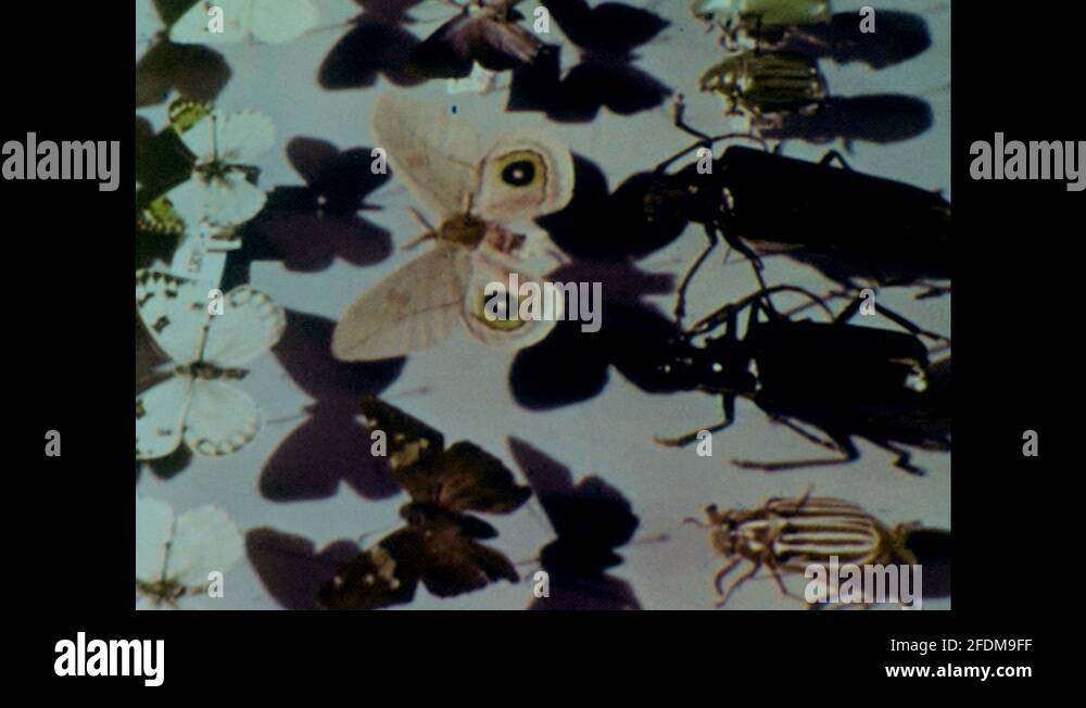 Butterfly specimens Stock Videos & Footage - HD and 4K Video Clips - Alamy