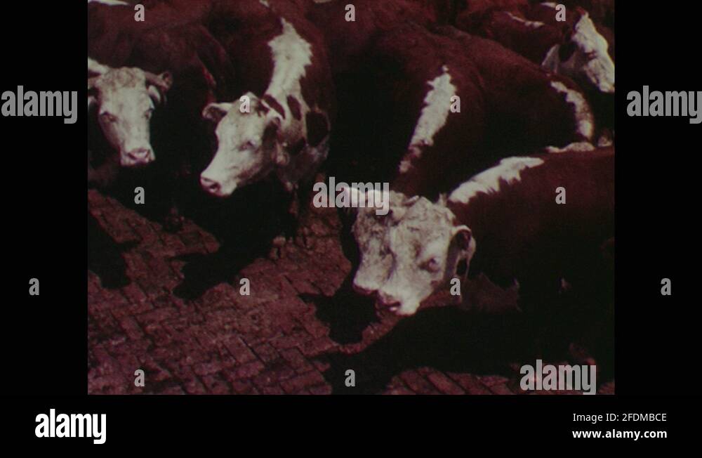 Federal inspector Stock Videos & Footage - HD and 4K Video Clips - Alamy