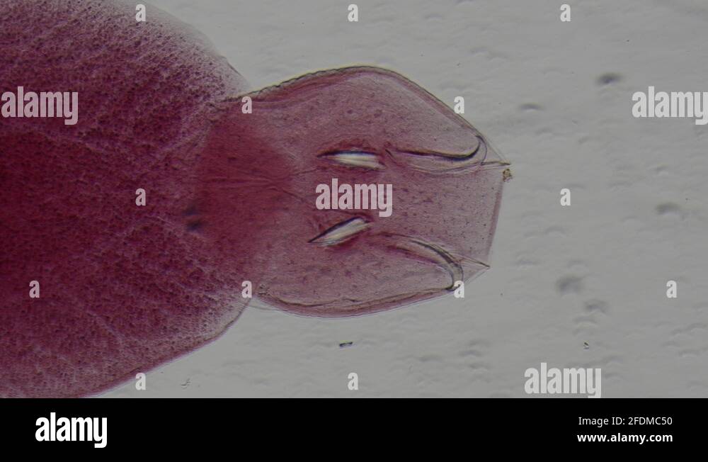 Parasite worm fish Stock Videos & Footage - HD and 4K Video Clips - Alamy