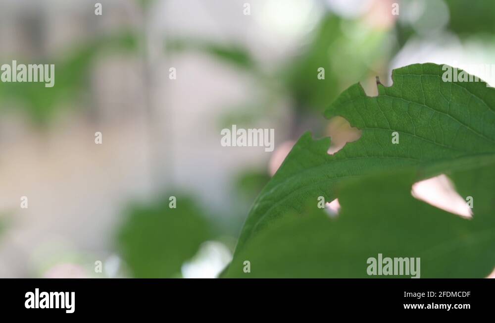 Cabbage Tree Emperor Moth Caterpillar, crawling on plant leaf, pan ...