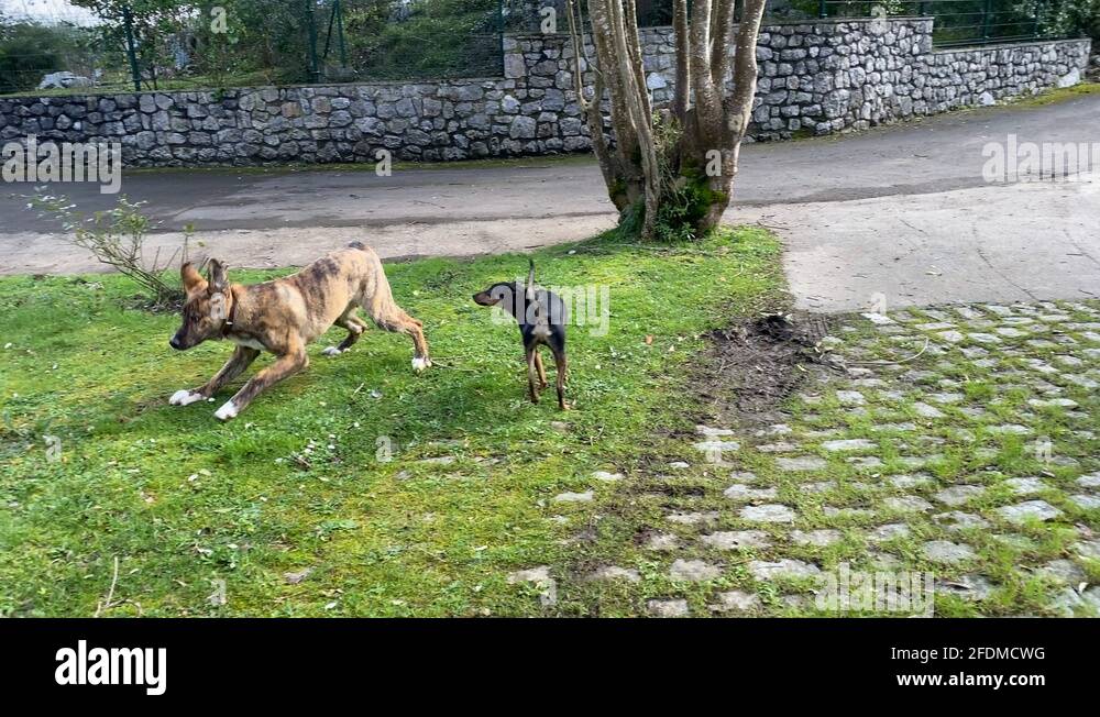 Two dogs playing and jumping together Stock Video Footage - Alamy