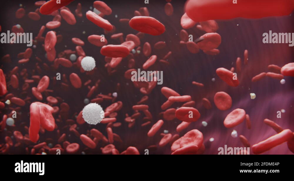Blood thrombocytes Stock Videos & Footage - HD and 4K Video Clips - Alamy