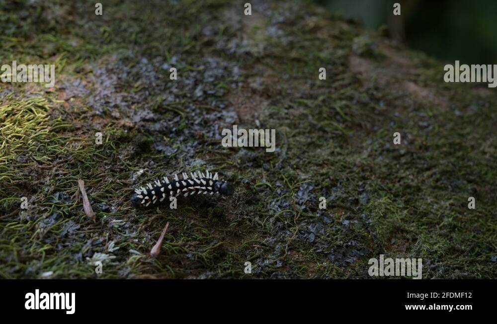 Cabbage Tree Emperor Moth Caterpillar, Crawling on moss covered rock ...