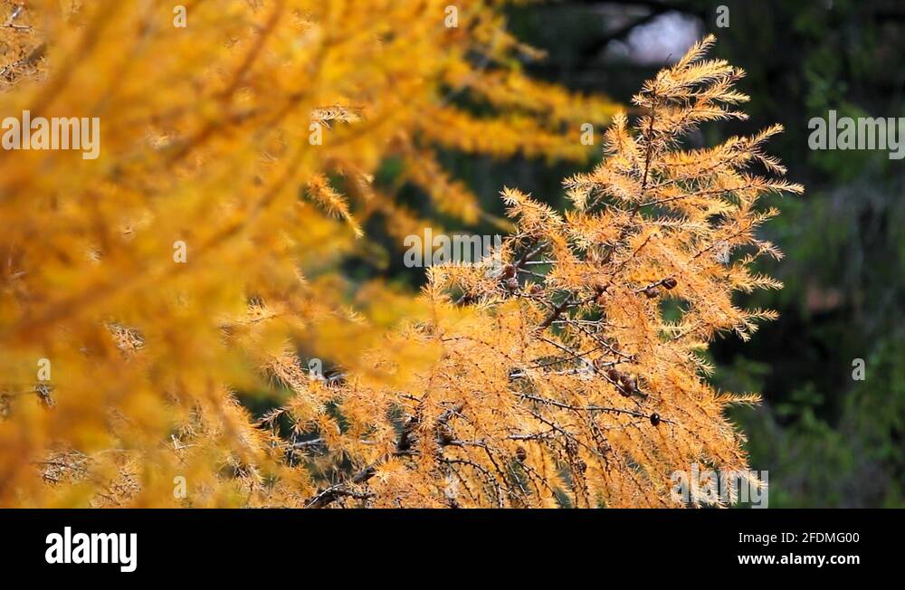 Species of conifer Stock Videos & Footage - HD and 4K Video Clips - Alamy