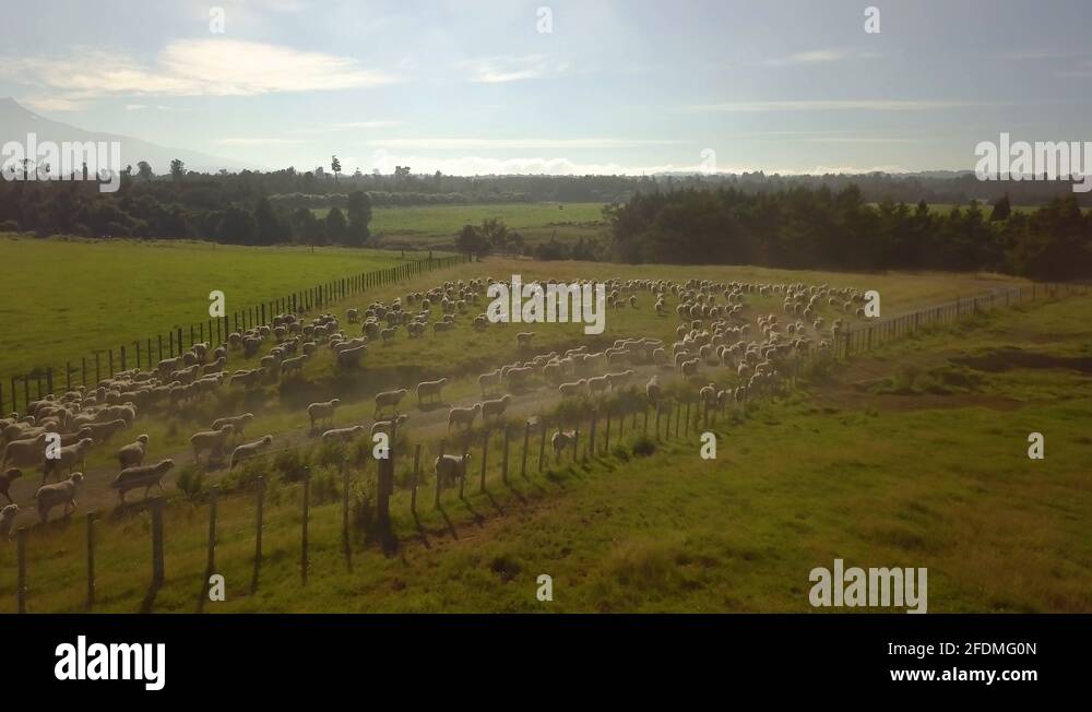 Droving sheep Stock Videos & Footage - HD and 4K Video Clips - Alamy