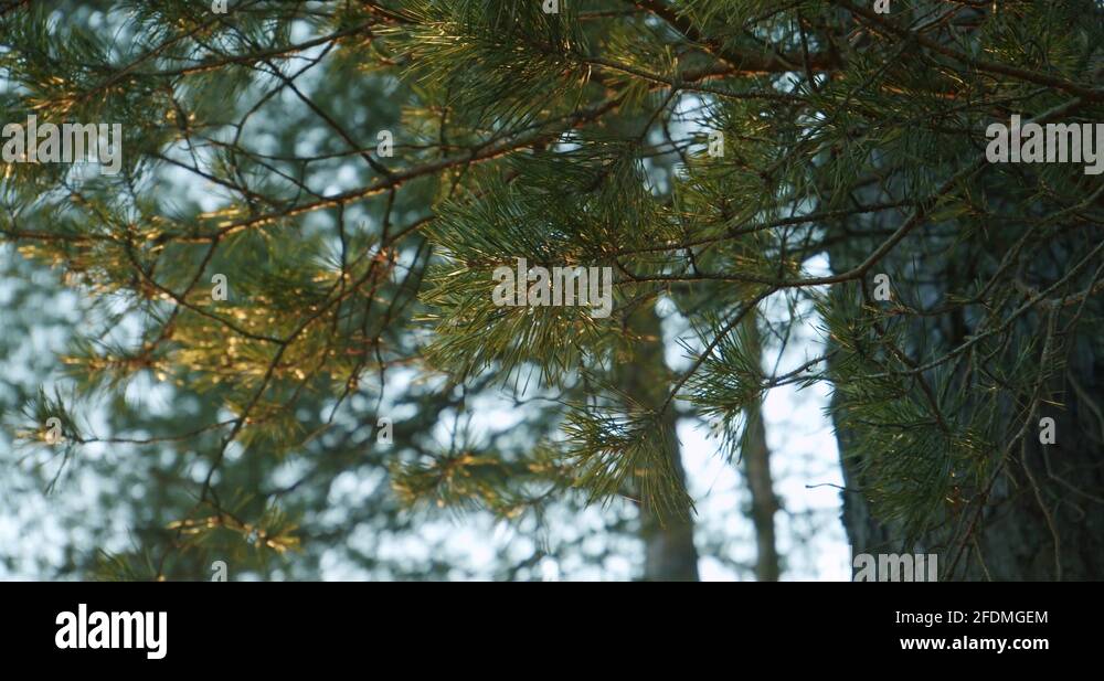 Close up camp pine tree Stock Videos & Footage - HD and 4K Video Clips ...