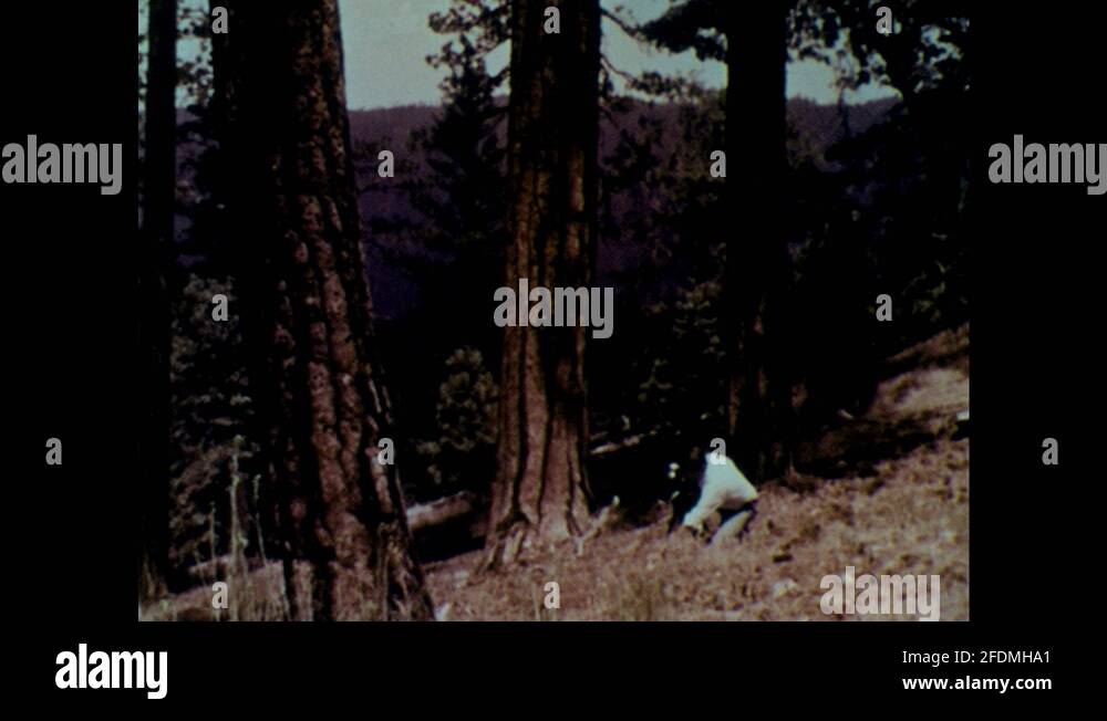 1960s: Scrubby slope, trees, man kneels by tripod, adjusts camera lens ...