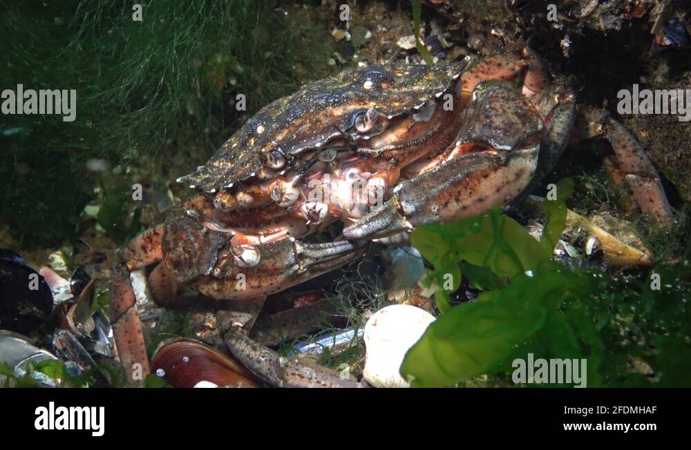 Nutrition of Green crab or Shore crab (Carcinus maenas, Carcinus ...