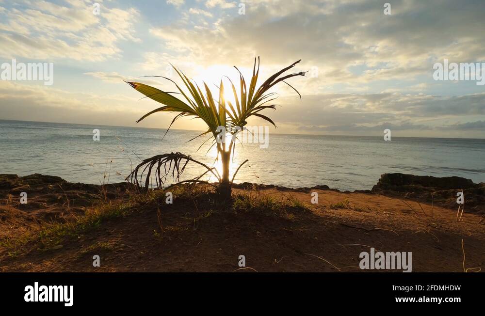 Palm tree growing in water Stock Videos & Footage - HD and 4K Video ...