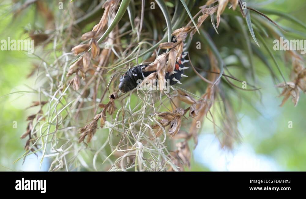 Cabbage Tree Emperor Moth Caterpillar, Crawling on air plant ...