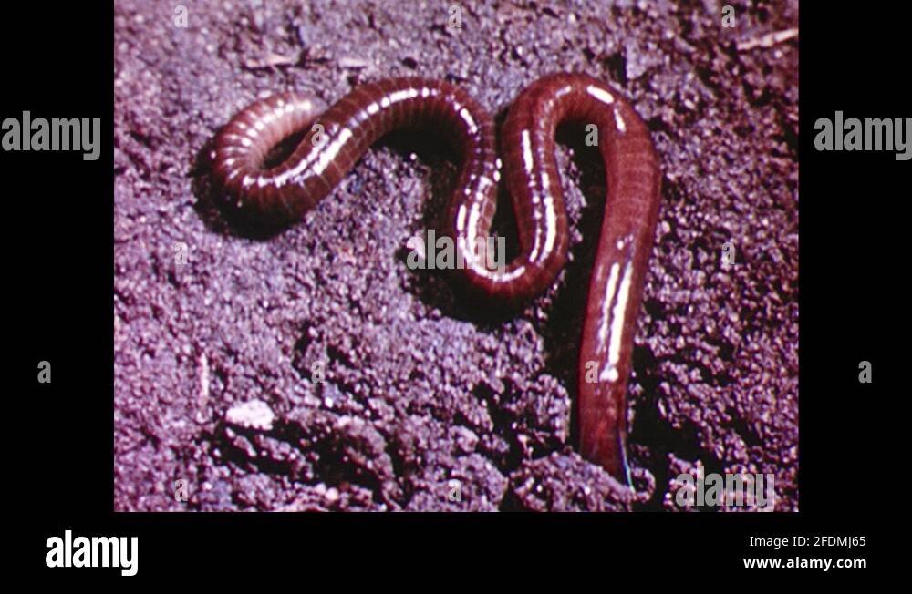 Segmented earthworm Stock Videos & Footage - HD and 4K Video Clips - Alamy