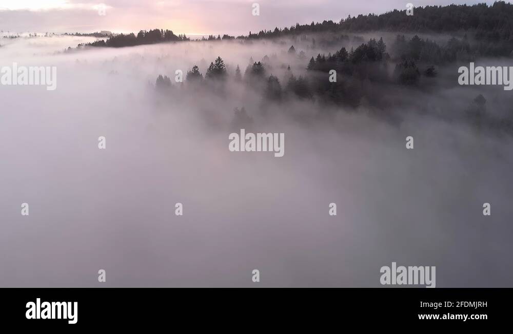 Mist shrouded trees Stock Videos & Footage - HD and 4K Video Clips - Alamy