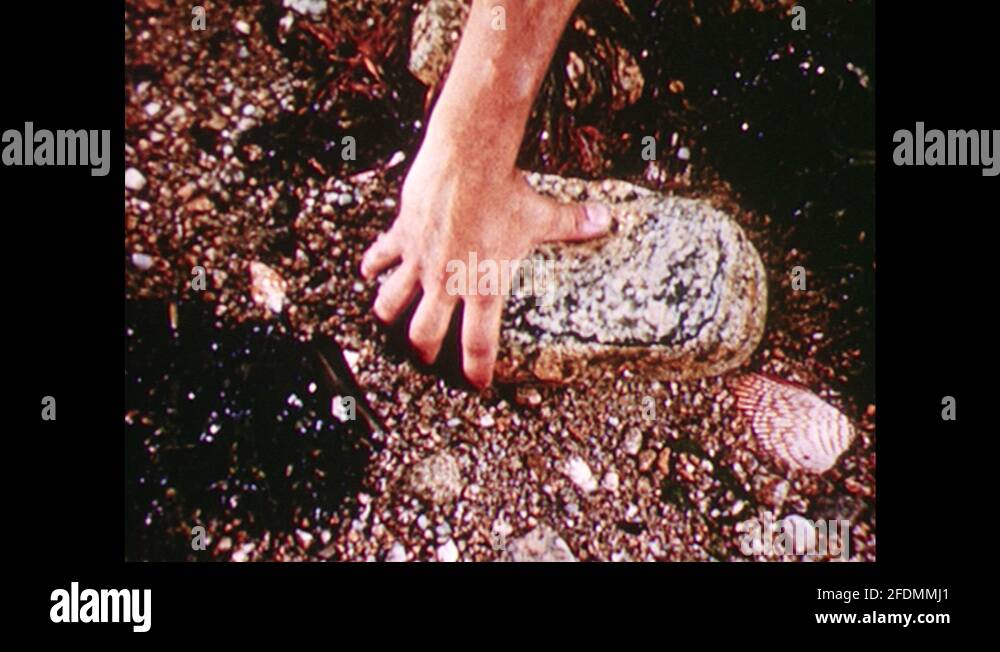 1960s: Person picks up rock. Worm wriggles. Worm moves over ground ...