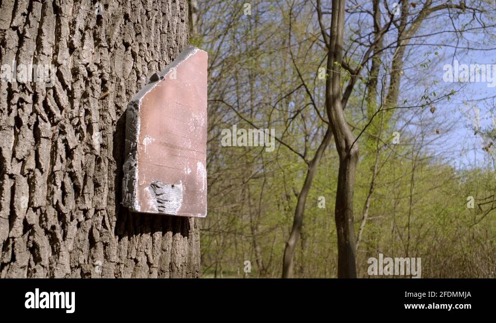 Forest arrow Stock Videos & Footage - HD and 4K Video Clips - Alamy