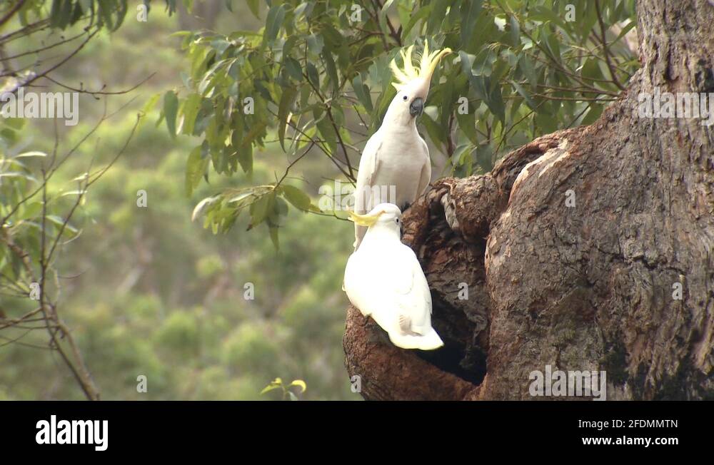 Crown cockatoo Stock Videos & Footage - HD and 4K Video Clips - Alamy