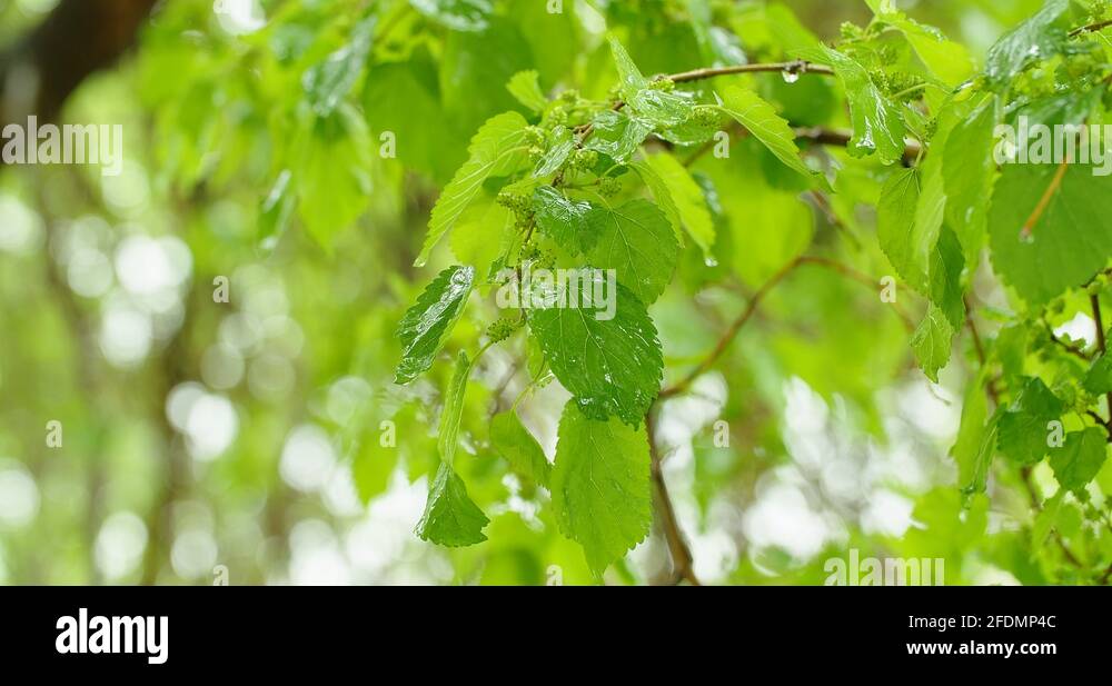 Unripe mulberry berries on the branches of a tree, in rainy weather ...