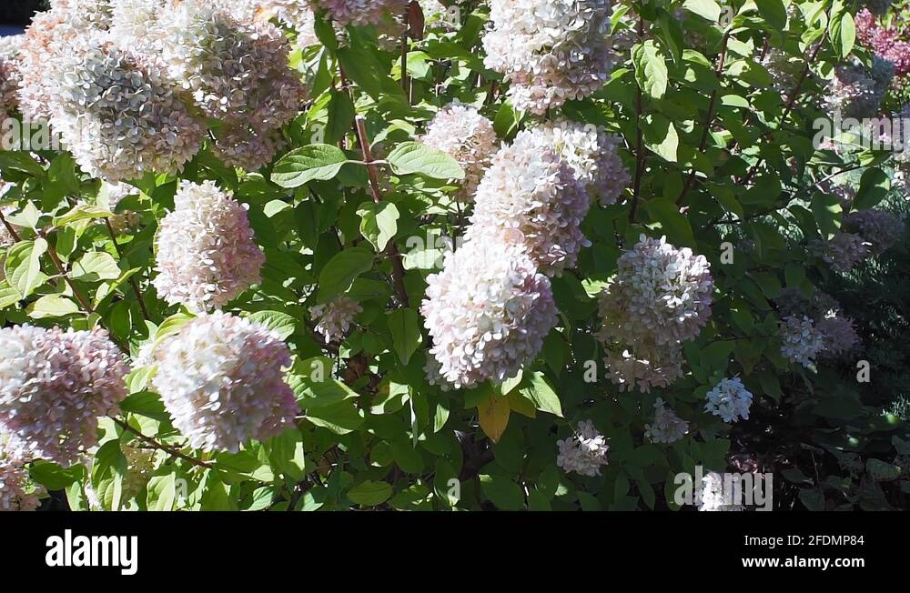 Hydrangea paniculata bush with hydrangea flowers that sway in the wind ...