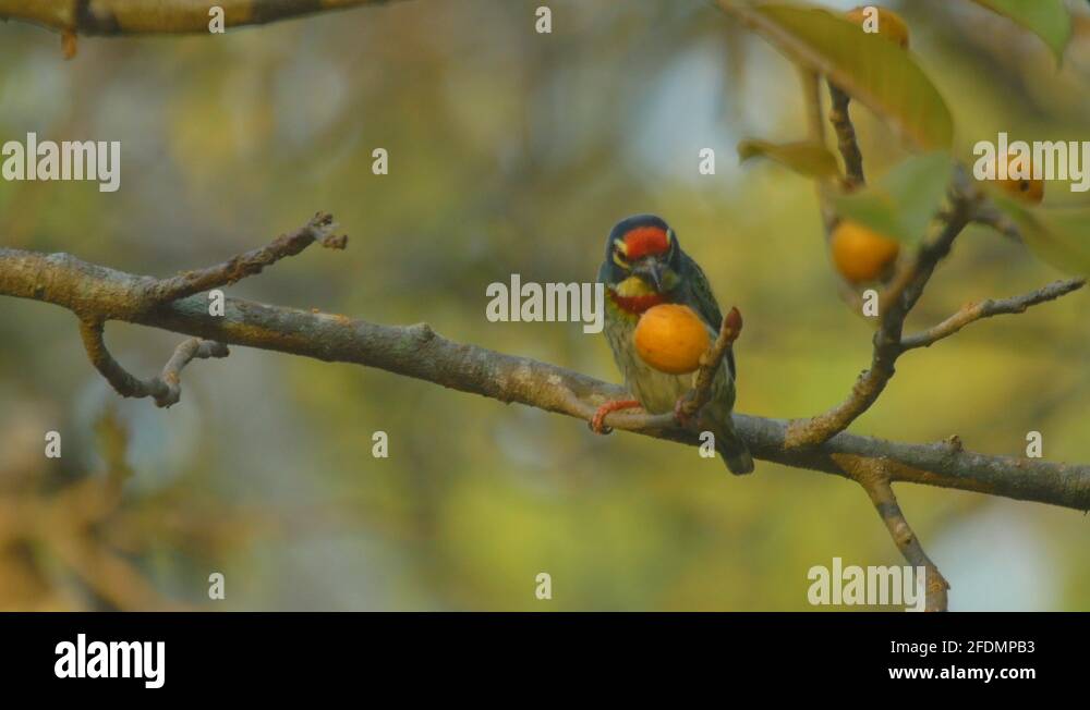 Yellow fig fruit Stock Videos & Footage - HD and 4K Video Clips - Alamy