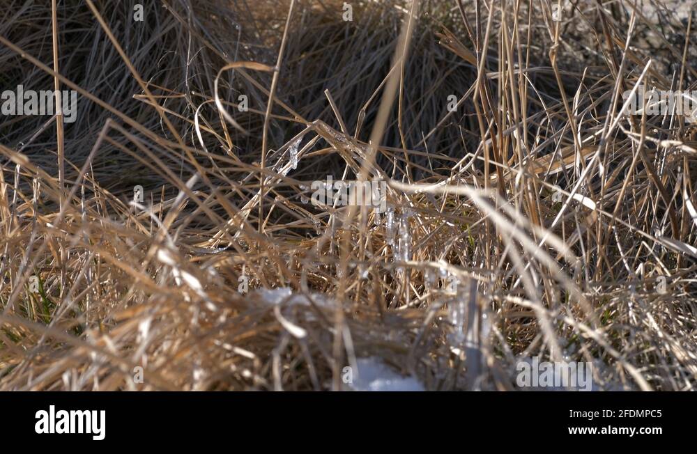 Tundra texture Stock Videos & Footage - HD and 4K Video Clips - Alamy