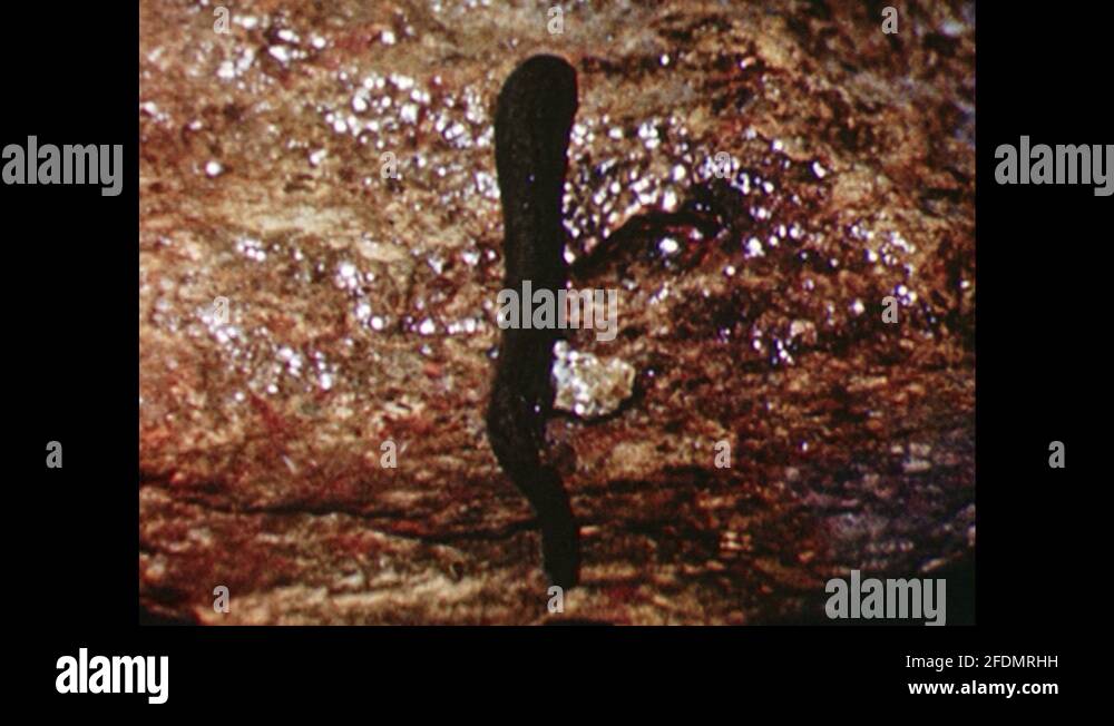 1960s: Leech slithers into water. Leeches swim in water Stock Video ...
