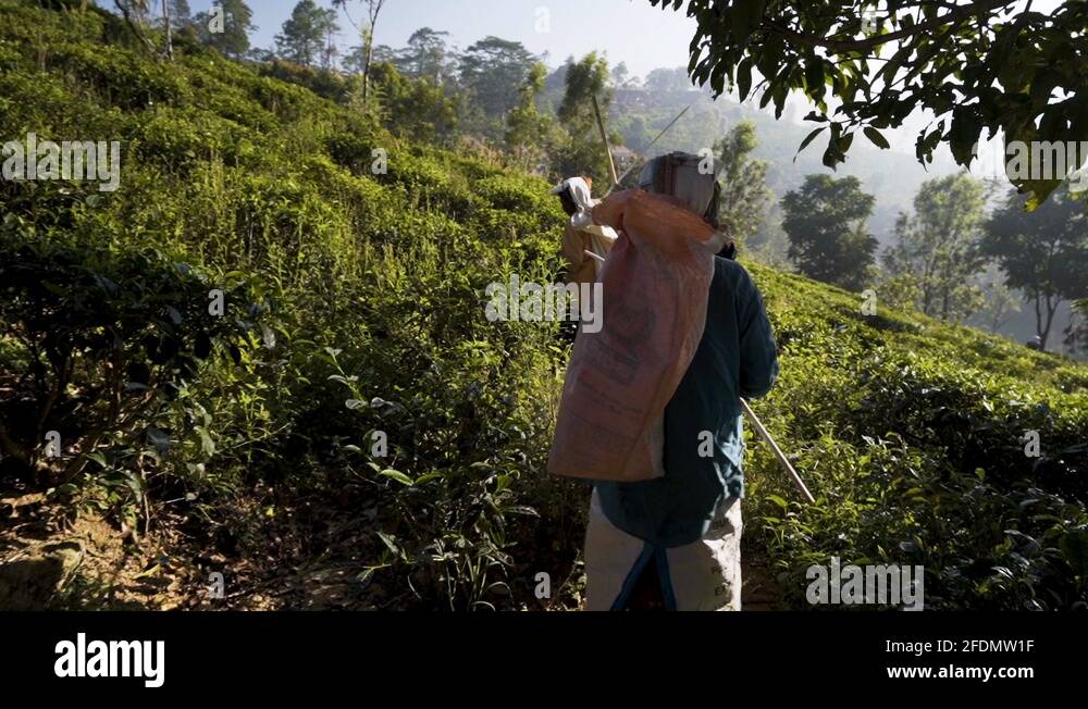 Group of tea pickers Stock Videos & Footage - HD and 4K Video Clips - Alamy