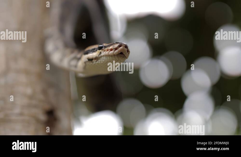 Hanging snake Stock Videos & Footage - HD and 4K Video Clips - Alamy