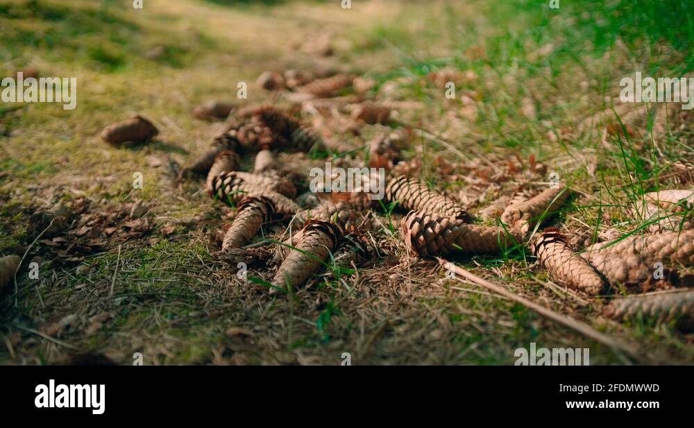 Pine cone lying on Stock Videos & Footage - HD and 4K Video Clips - Alamy