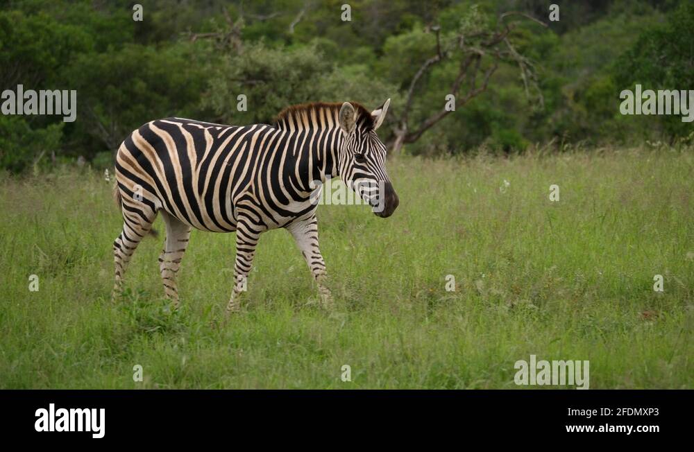 Stallion or mane zebra isolated fauna Stock Videos & Footage - HD and ...