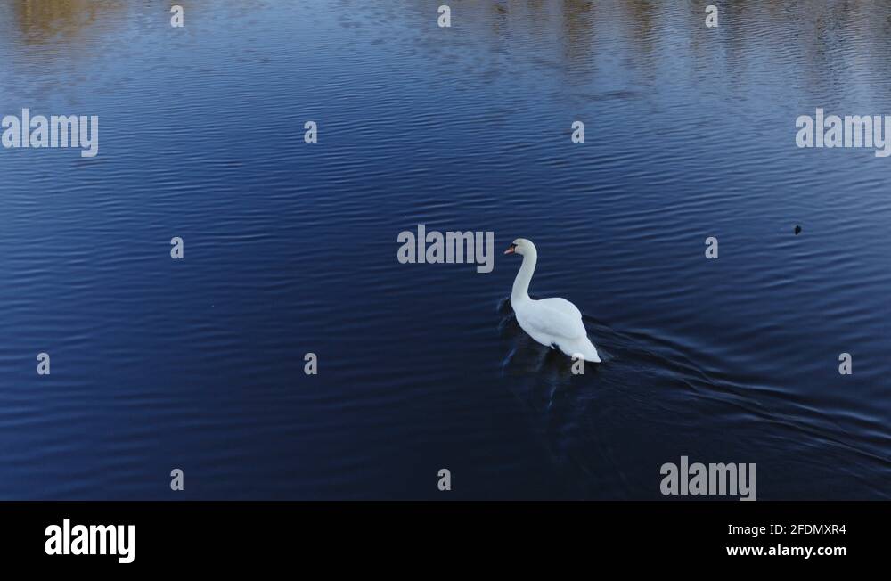 Beautiful swan Stock Videos & Footage - HD and 4K Video Clips - Alamy